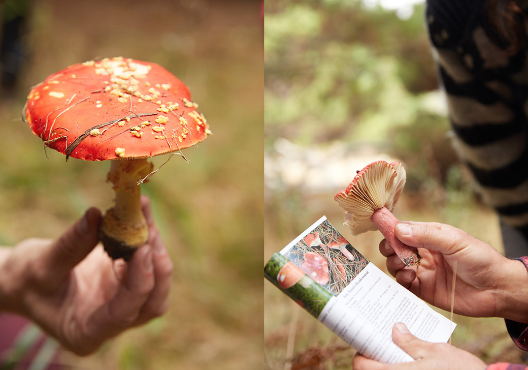 Tiny Atlas Quarterly | Forage: Salt Point, California