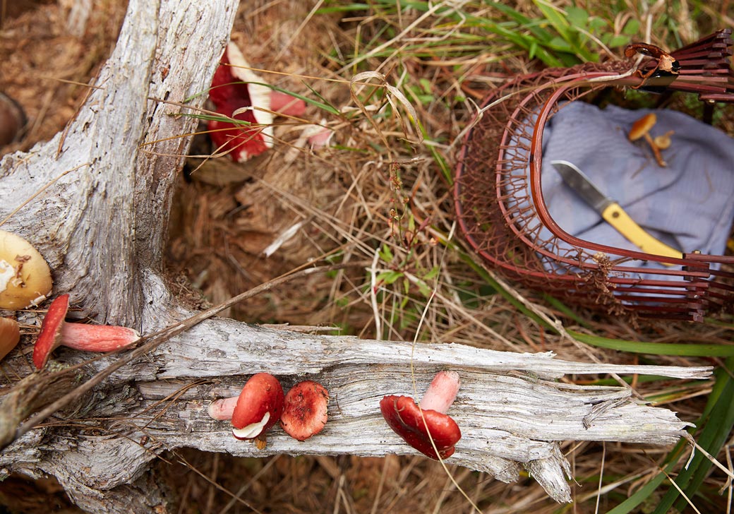 Tiny Atlas Quarterly | Forage: Salt Point, California