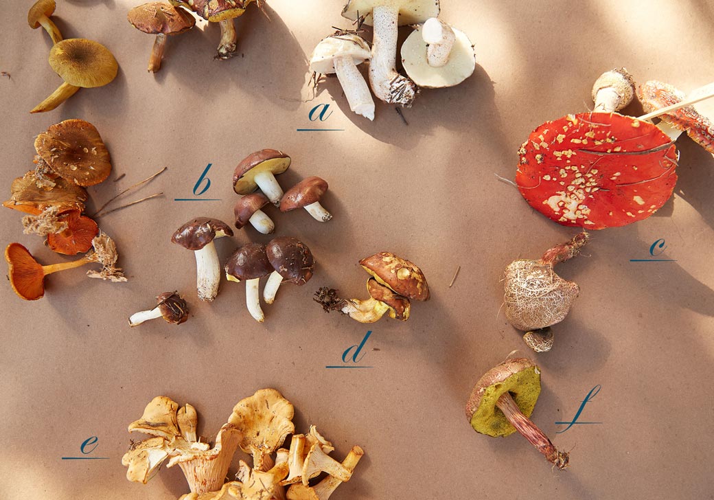 Tiny Atlas Quarterly | Forage: Salt Point, California