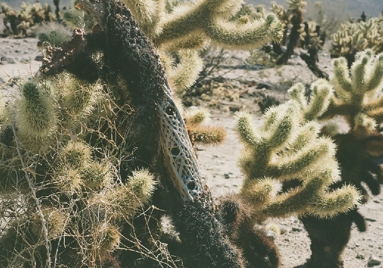 Tiny Atlas Quarterly | Home: Joshua Tree, California